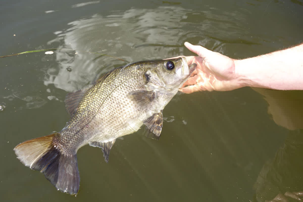 Australian Bass And Estuary Perch Closure In Place | The Hilltops ...