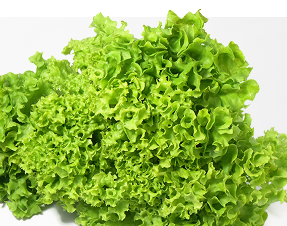 Lettuce Seeds In Urdu
