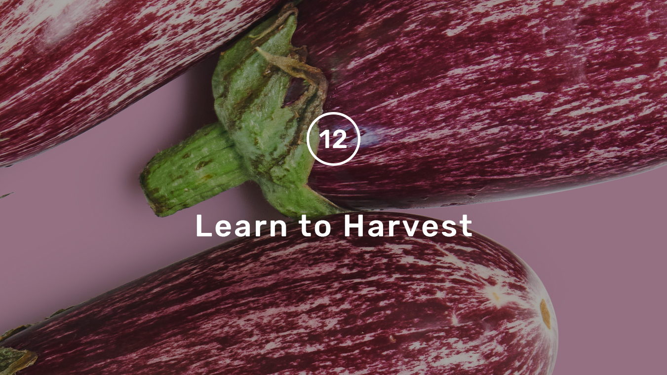 Lettuce Grow Assembly at Jonathan Whelchel blog