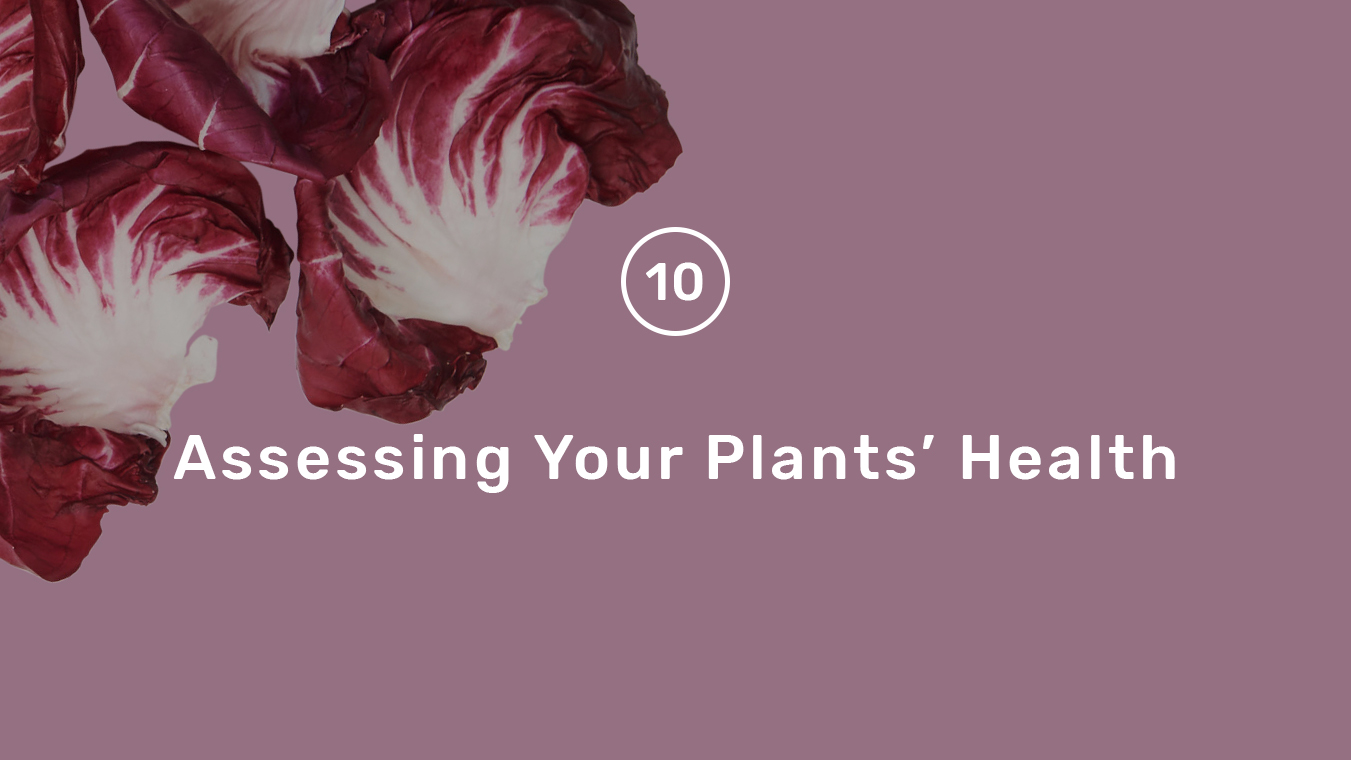 Lettuce Grow Assembly at Jonathan Whelchel blog