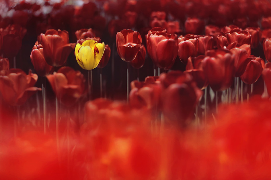 Enhanced Indexing vs passive: Same, same, but different | Robeco Global