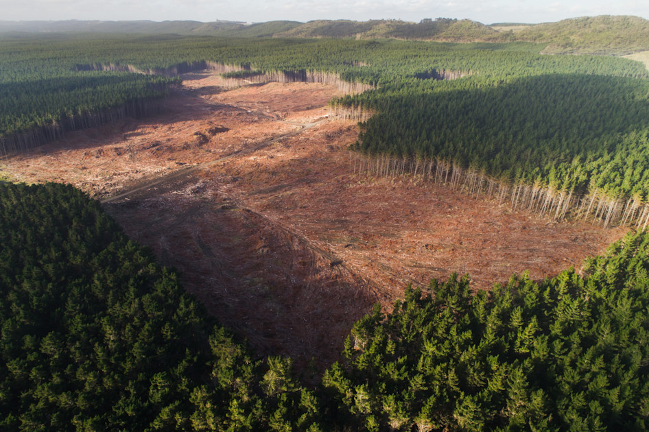 Robeco commits to mitigate deforestation in portfolios | Robeco UK