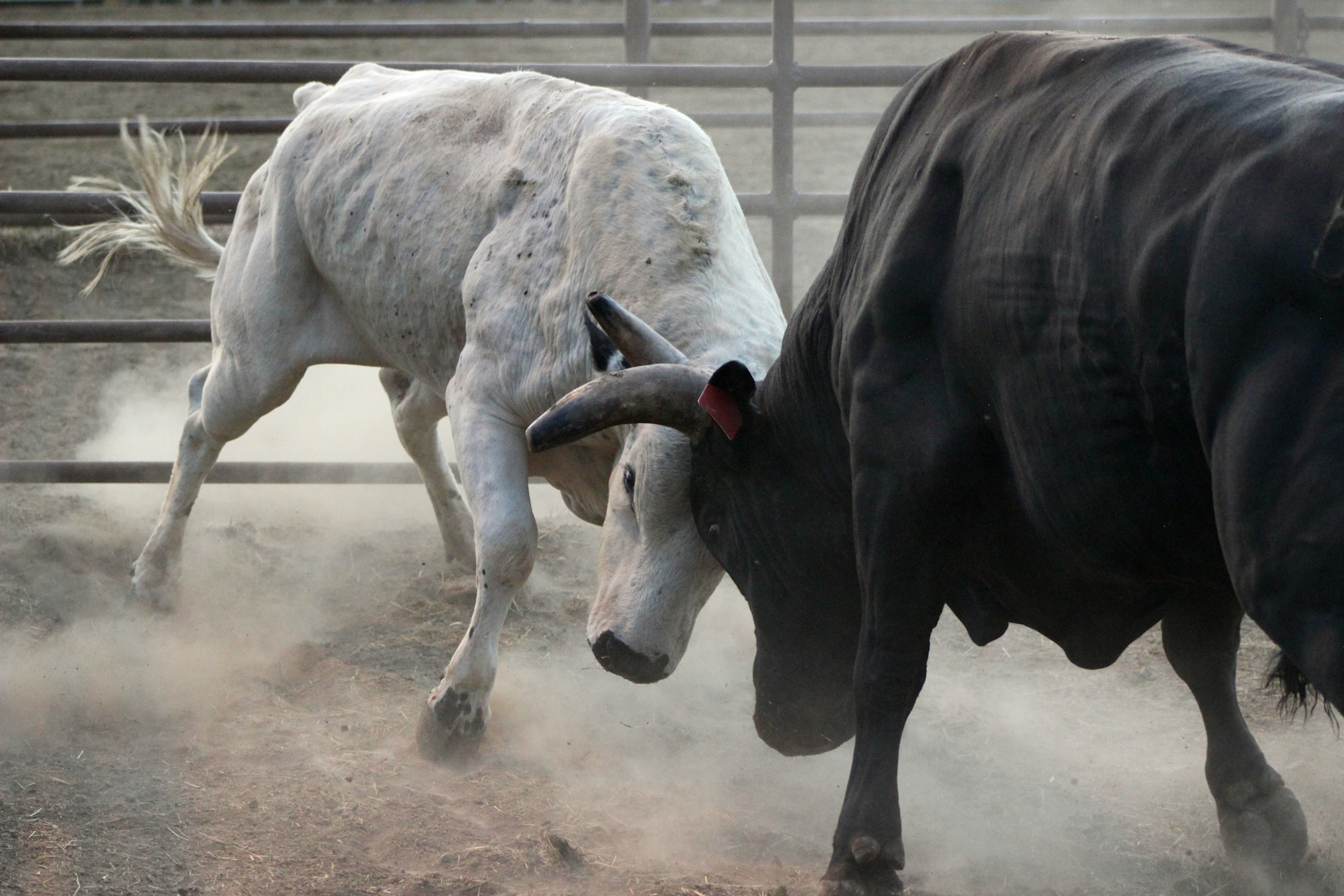 How are new bulls born?