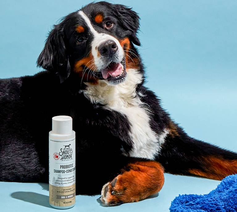 The 6 Best Dog Shampoos for Every Fur Type and Budget | DoorDash Blog