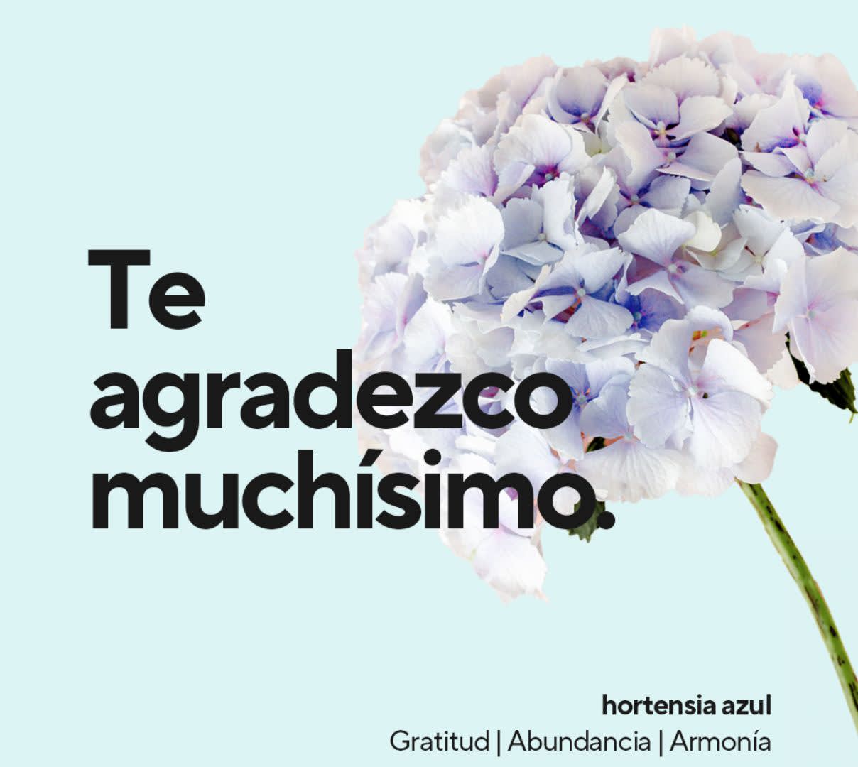 Guía de floristas sobre los significados de las flores y los mensajes ...