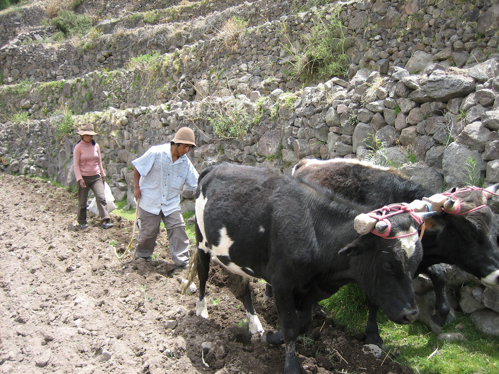 Peru slashes rural poverty with a new approach | Apolitical