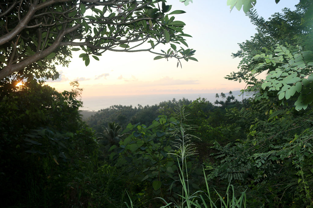 Can this policy innovation save the world's forests? | Apolitical