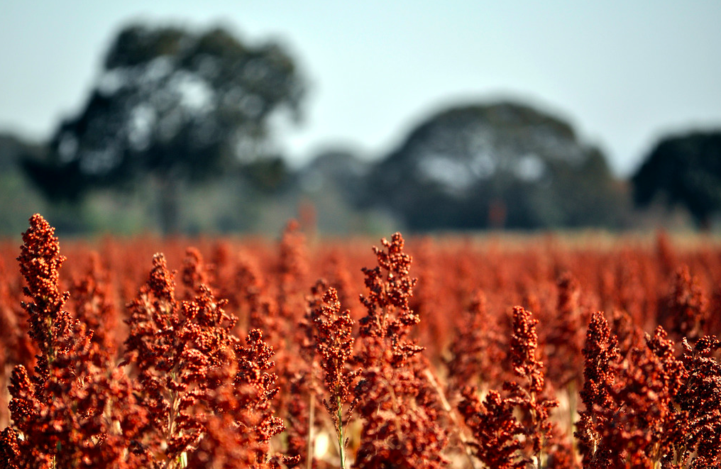 Fortified crop could stop kids going blind in sub-Saharan Africa