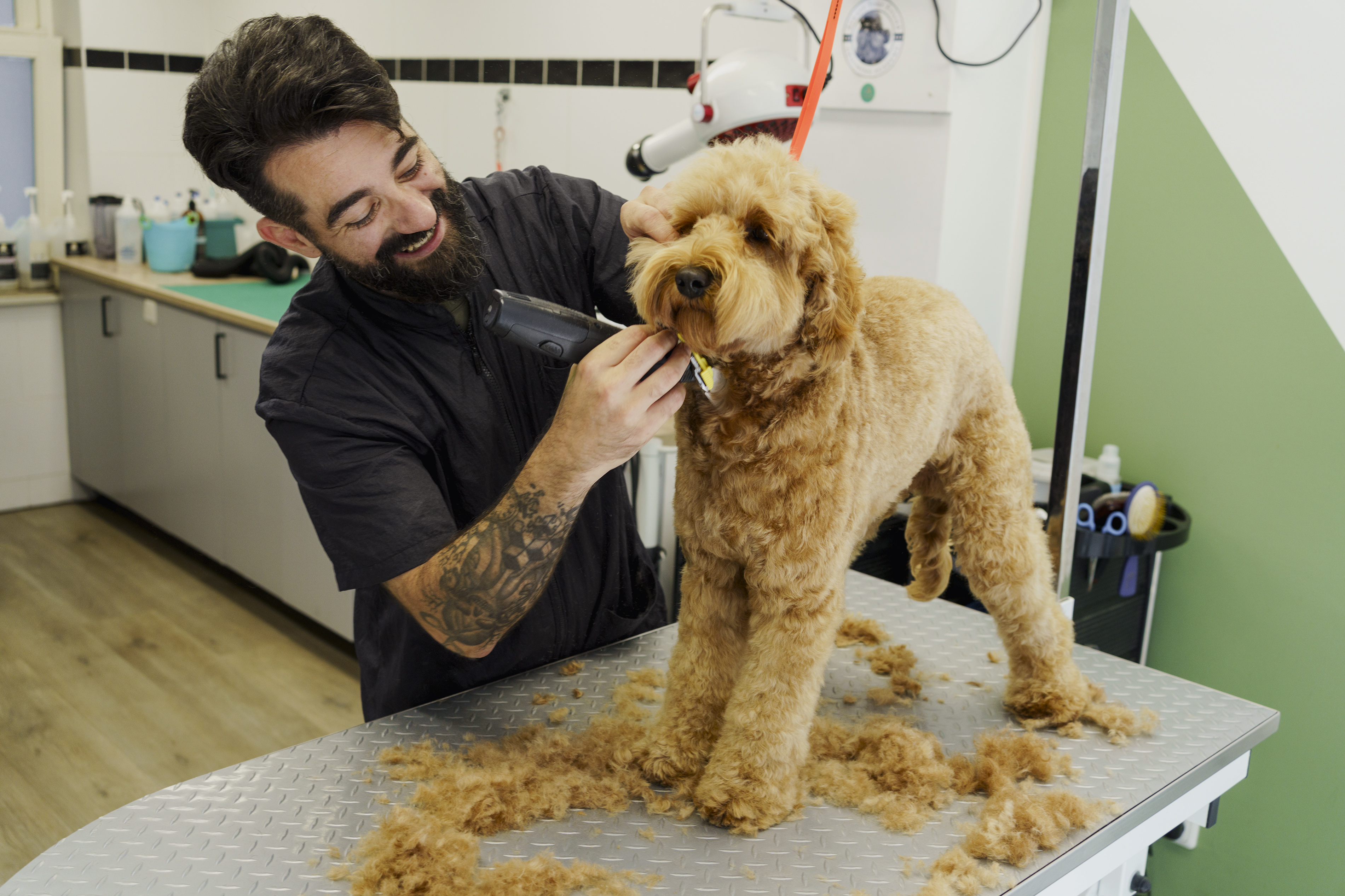 How to start a profitable dog business from home