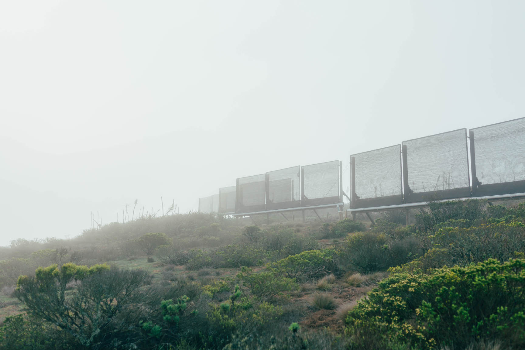 Volver a lo Simple: conoce a Cervecería Atrapaniebla