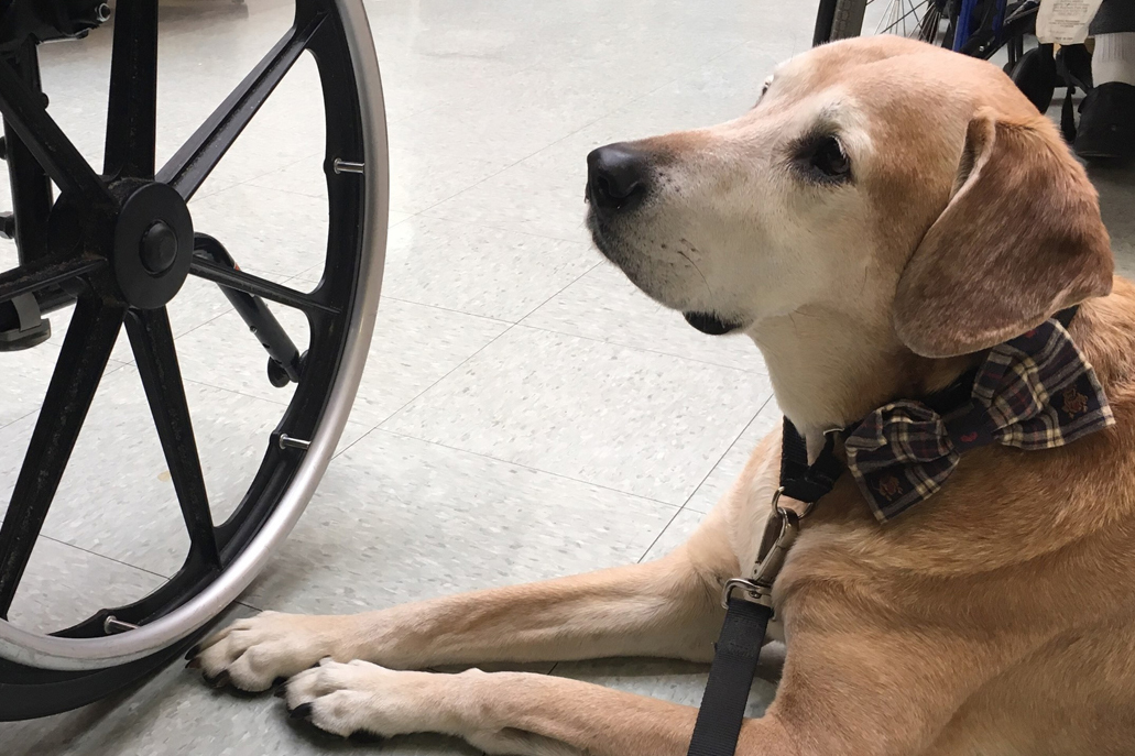 How Do Dogs Detect Cancer