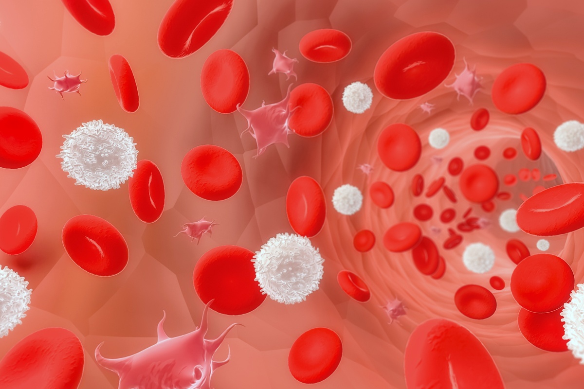 Red And White Blood Cells In Blood Test