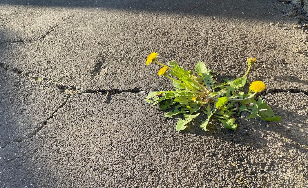 How do MIRAGRID asphalt interlayers enhance road longevity? | Solmax