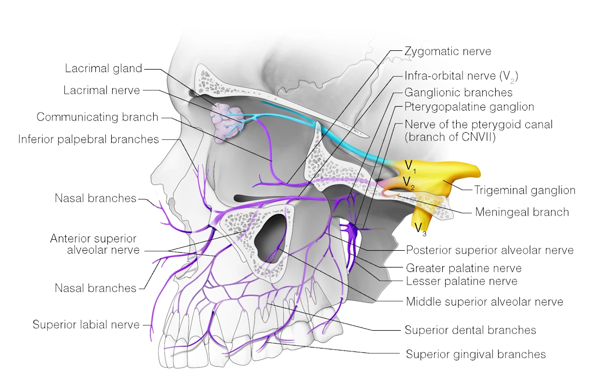 Appendices | Head and Neck Anatomy: Part III – Cranial Nerves ...