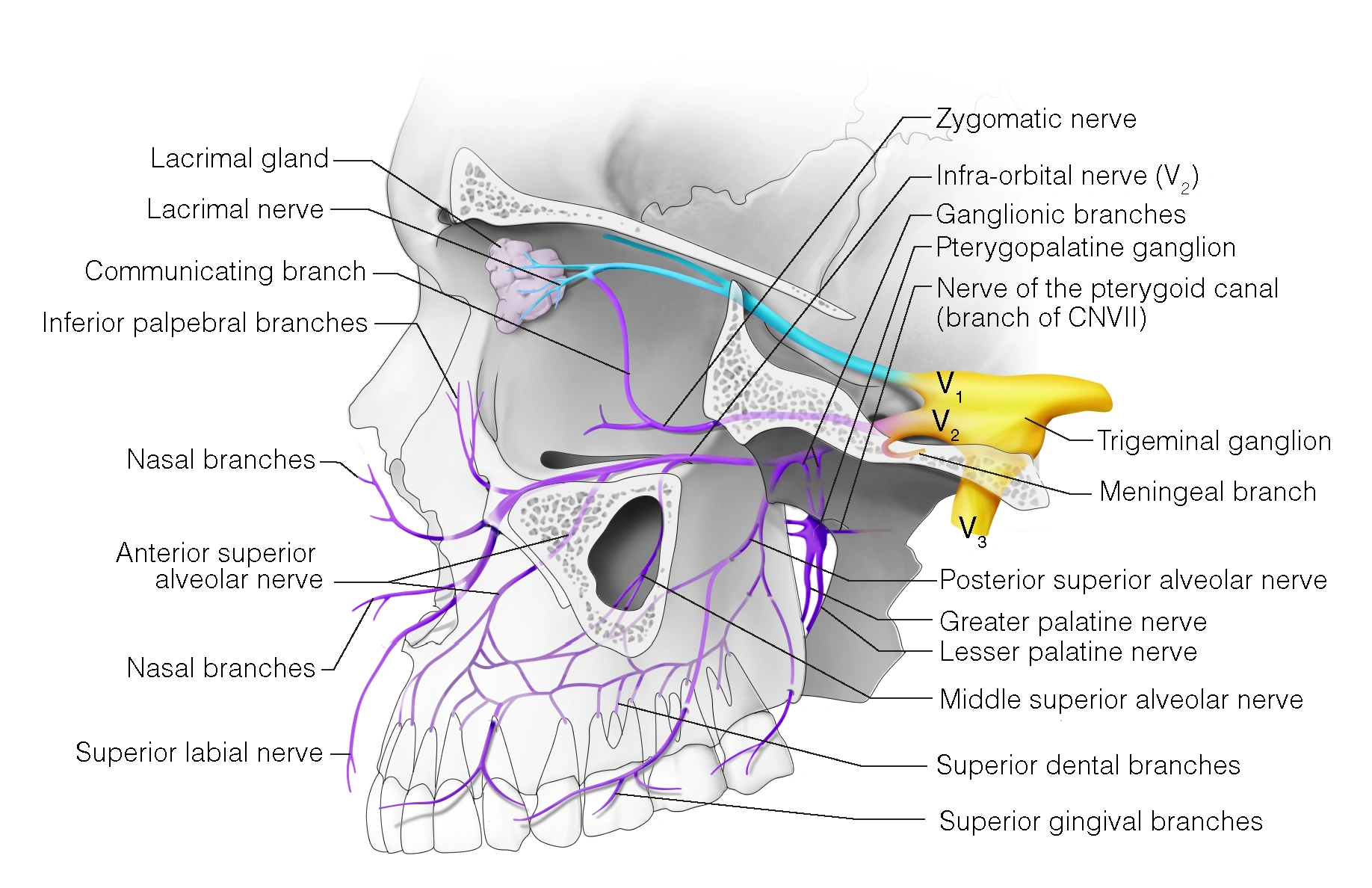 Appendices | Head and Neck Anatomy: Part III – Cranial Nerves ...