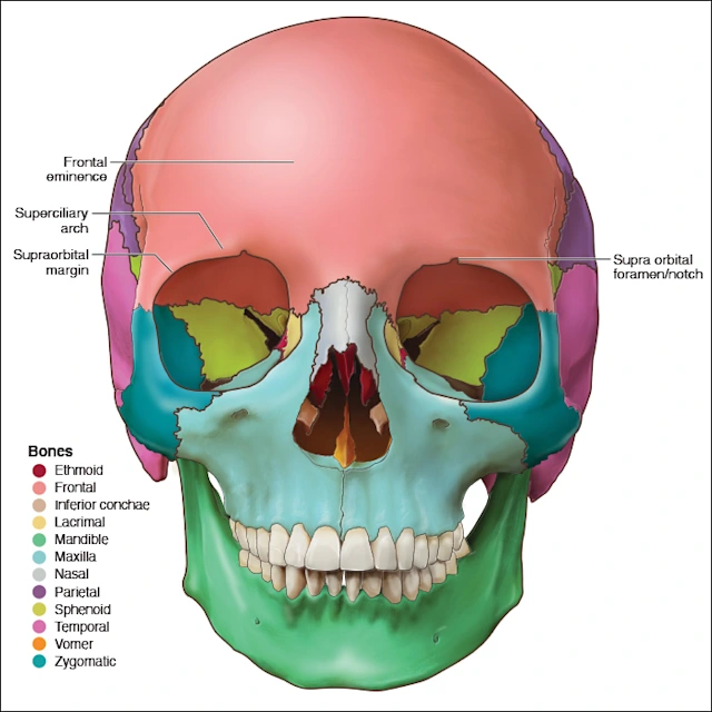 Frontal Bone - Head and Neck Anatomy: Part I – Bony Structures - Dentalcare