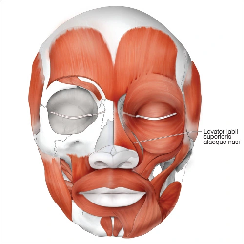 Levator Labii Superioris Alaeque Nasi - Head and Neck Anatomy: Part II ...