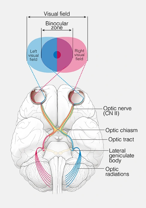 Cranial Nerve II - Optic Nerve | Head and Neck Anatomy: Part III ...