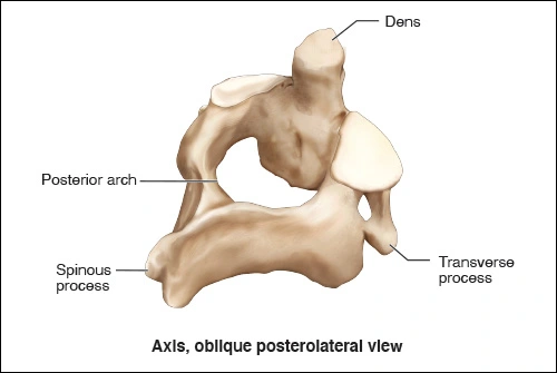 Neck Bones - Head and Neck Anatomy: Part I – Bony Structures - Dentalcare