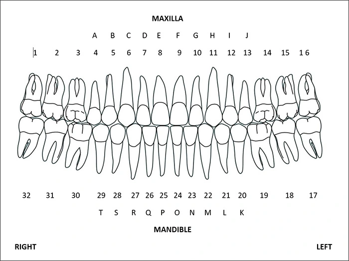 Universal Tooth Numbering System - Anomalies of Tooth Structure ...