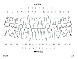 Universal Teeth Numbering FDI World Dental Federation Notation