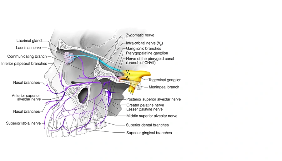 Cranial Nerve V2 – Maxillary Nerve | Head and Neck Anatomy: Part III ...