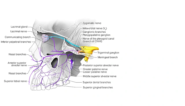Cranial Nerve V2 – Maxillary Nerve | Head and Neck Anatomy: Part III ...