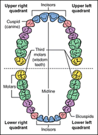 Adult Teeth - Professional Dental Terminology for the Dental Assistant ...