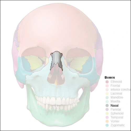 Nasal Bones - Head and Neck Anatomy: Part I – Bony Structures - Dentalcare