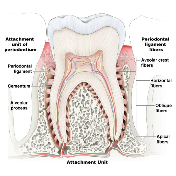 The Periodontium - Anatomy & Histology of the Gingival Unit and Basic ...