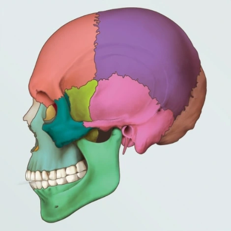 Head and Neck Anatomy: Part I – Bony Structures - Dentalcare Course ...