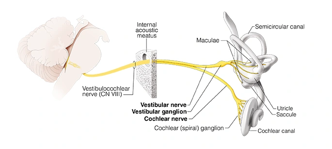 Cranial Nerve VIII – Statoacoustic, Vestibulocochlear, Auditory Nerve ...