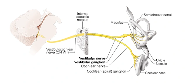Cranial Nerve VIII – Statoacoustic, Vestibulocochlear, Auditory Nerve ...