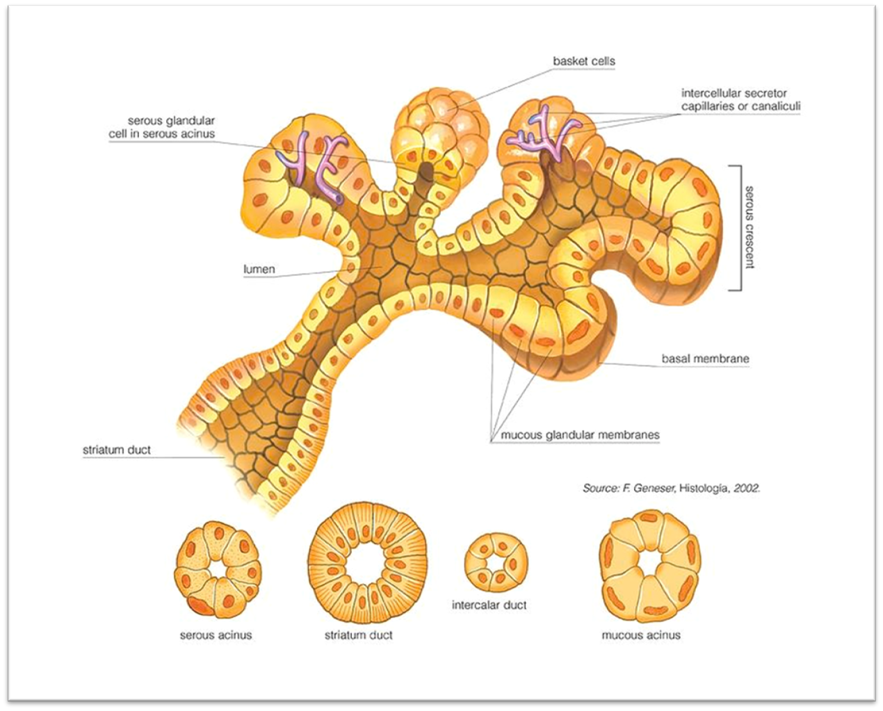 Ductal Cells Salivary Glands