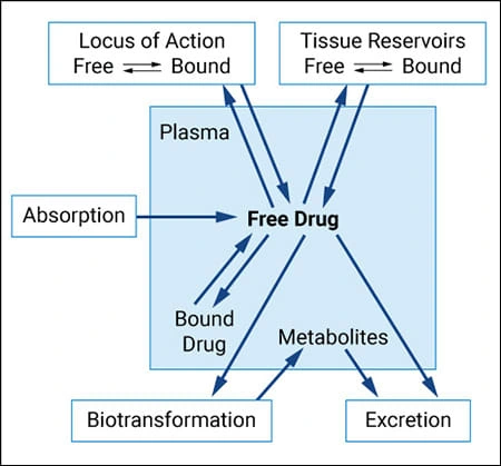 Pharmacokinetic Processes - General Principles of Pharmacology - Dentalcare