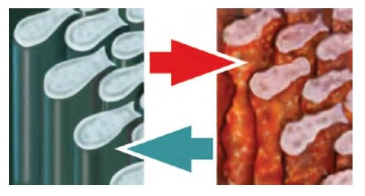 Erosion & Hypersensitivity Treatment - Stannous Fluoride Toothpaste ...