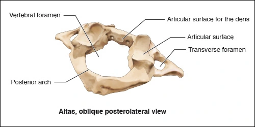 Neck Bones - Head and Neck Anatomy: Part I – Bony Structures - Dentalcare
