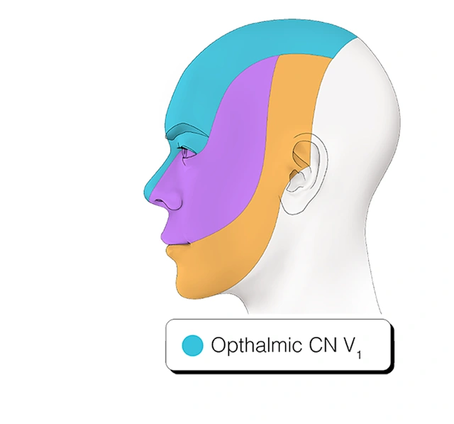 V1 – Ophthalmic Nerve | Head and Neck Anatomy: Part III – Cranial ...
