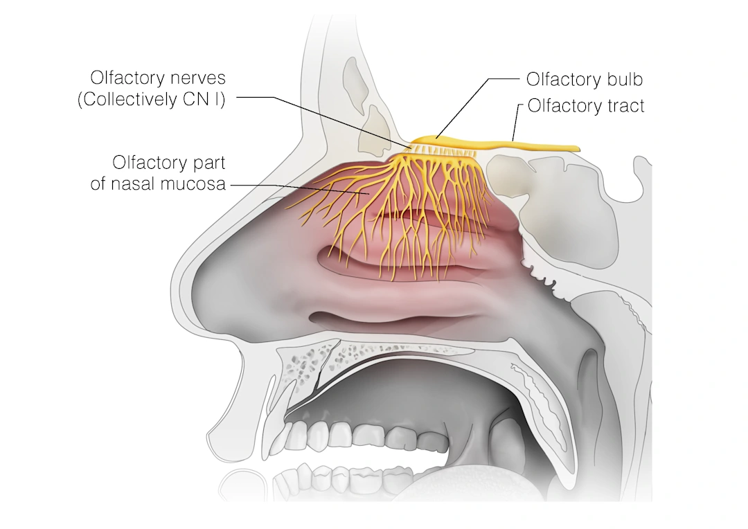 Appendices | Head and Neck Anatomy: Part III – Cranial Nerves ...