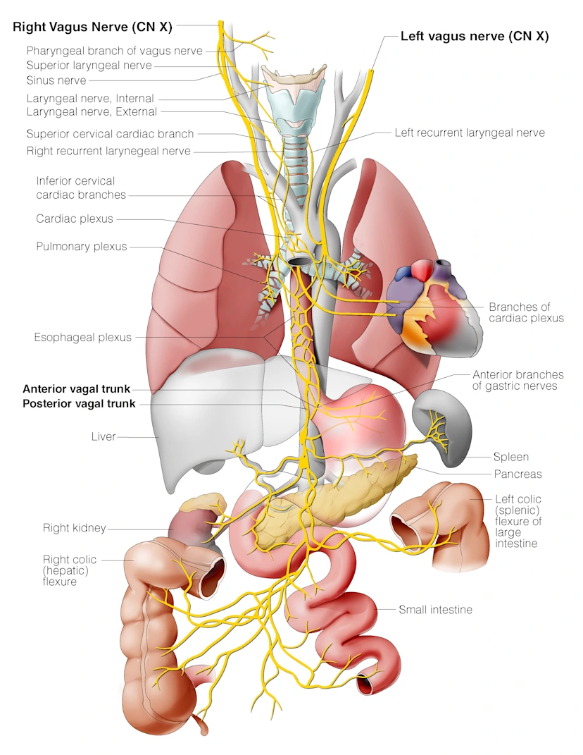 Appendices | Head and Neck Anatomy: Part III – Cranial Nerves ...