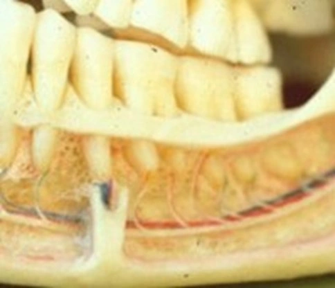 Normal Radiographic Appearance of the Supporting Structures of the ...