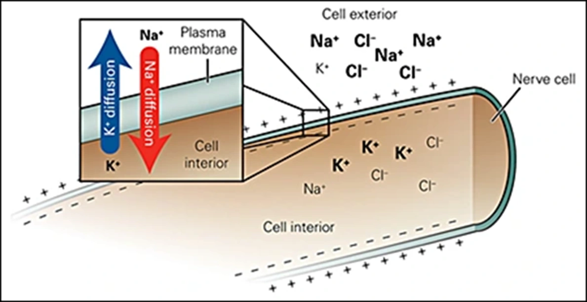 Nerve Depolarization Agents | A-Z Fundamentals of Dentifrice ...