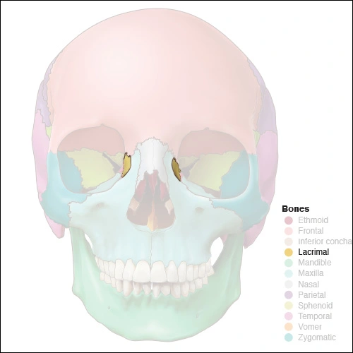 Lacrimal Bones - Head and Neck Anatomy: Part I – Bony Structures - Dentalcare