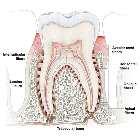 Anatomy of the Periodontium - An Overview of Dental Anatomy - Dentalcare