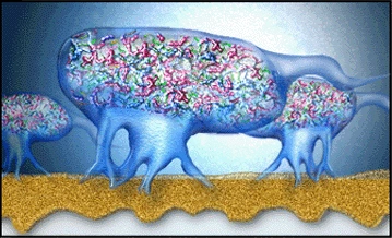 Plaque as a Biofilm | The Oral Microbiome: A New View of Plaque Biofilm ...