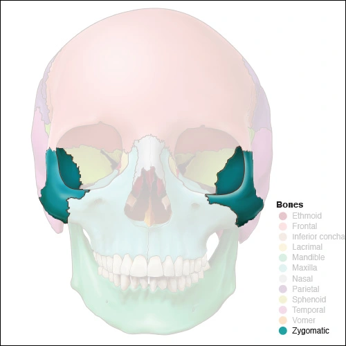 Zygomatic Bones - Head and Neck Anatomy: Part I – Bony Structures ...