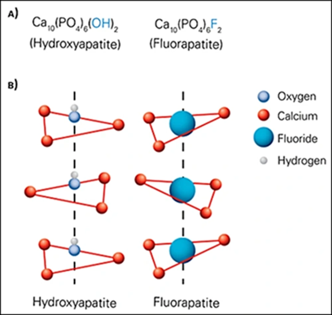 The Caries Process & Fluoride’s Mechanism of Action | A-Z Fundamentals ...