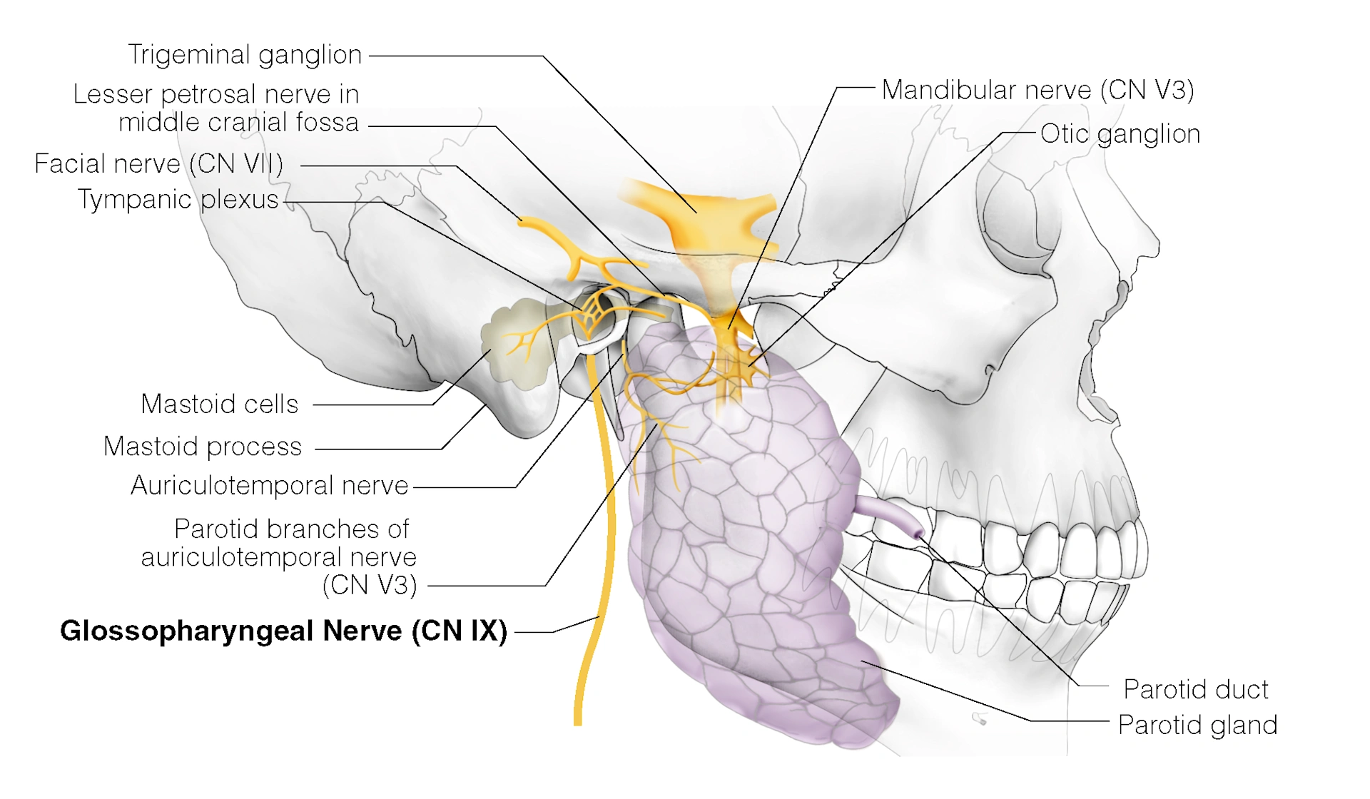 Appendices | Head and Neck Anatomy: Part III – Cranial Nerves ...