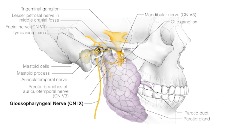 Appendices | Head and Neck Anatomy: Part III – Cranial Nerves ...