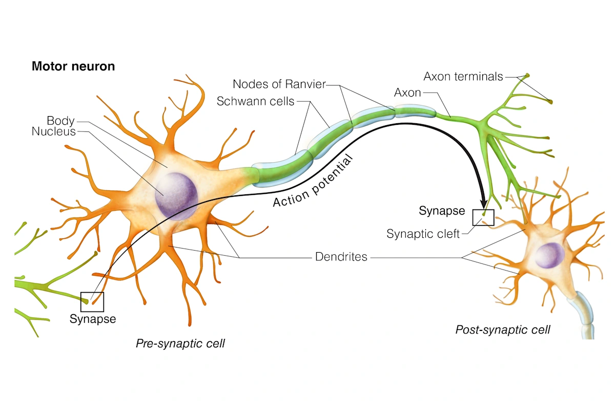 Appendices | Head and Neck Anatomy: Part III – Cranial Nerves ...